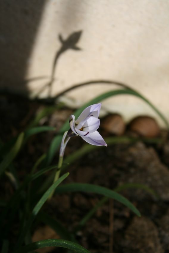 Le printemps arrive dans mon jardin ! - Chez Bouboulette...